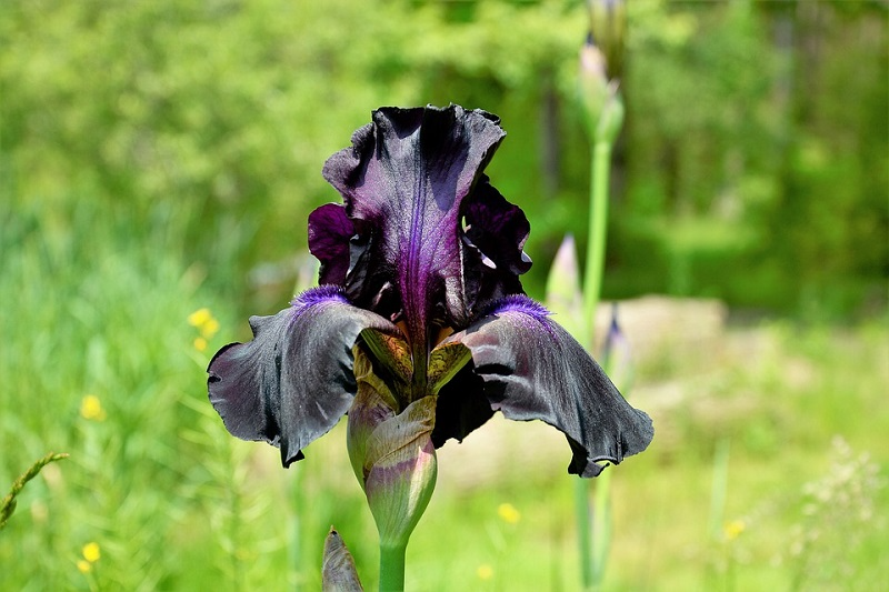 Gothic Flowers | Dark and Dramatic Floral Arrangements | Serenata