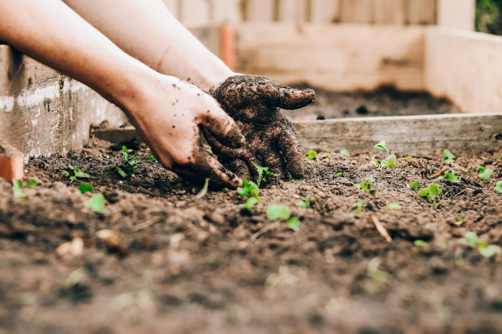 The Effects of Microplastics on Plants | Eflorist
