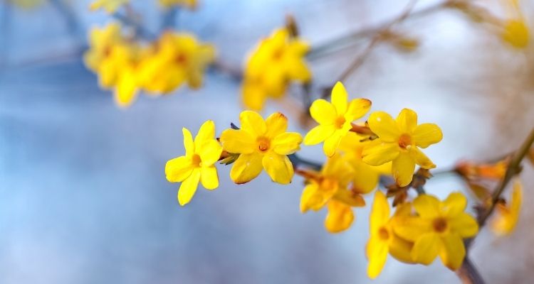 Blooming Calendar: Seasonal Flowers by Month and Country | Eflorist