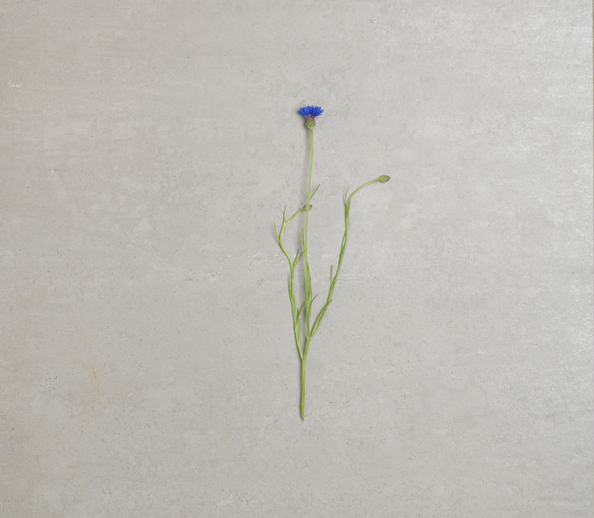 Cornflower | Facts & Care Tips | Euroflorist