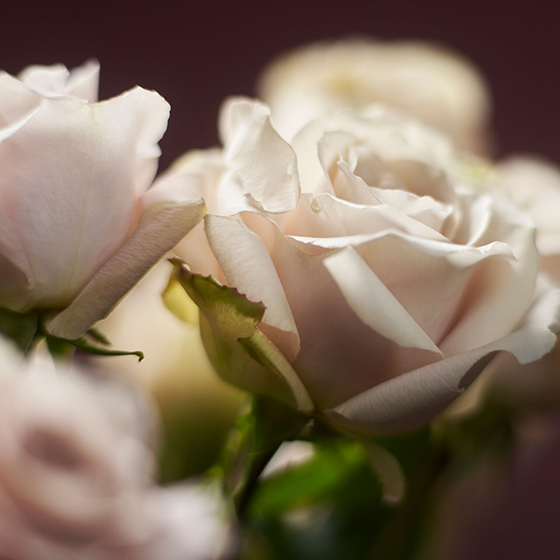 Sympathy Flower Messages from Eflorist