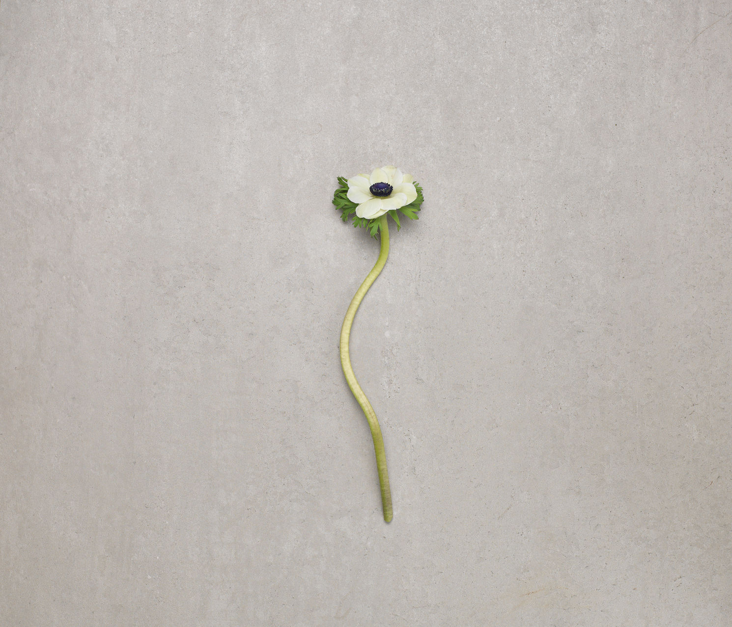 Anemones | Euroflorist Flower Delivery