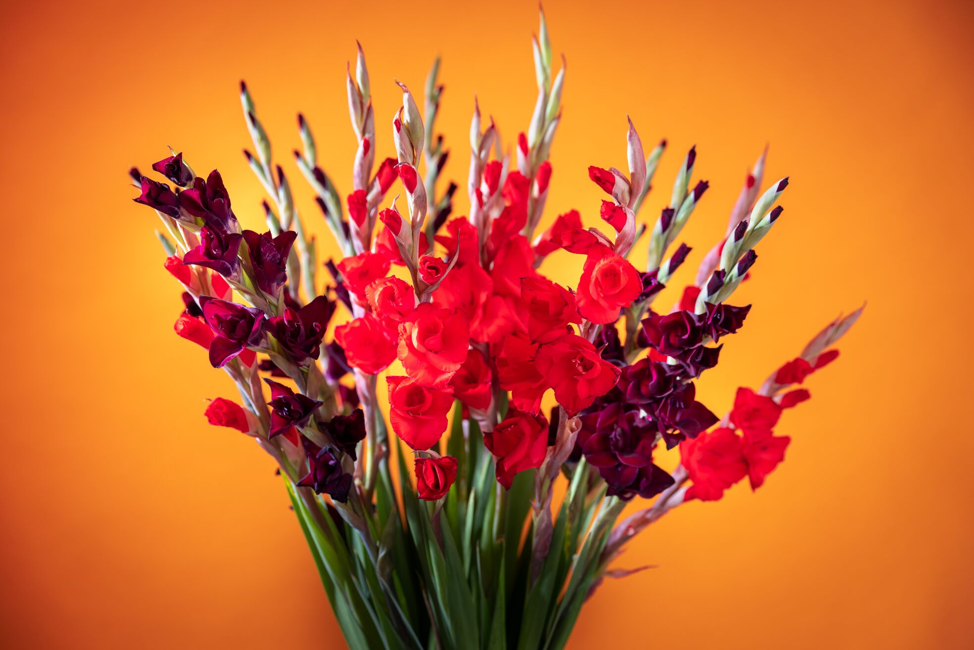 Flowers That Represent Strength