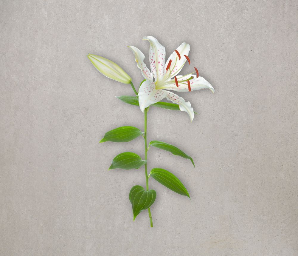 Lily | Euroflorist Flower Delivery