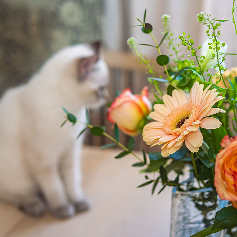 Pet-Friendly Flowers: A Guide for Pet Owners | Euroflorist