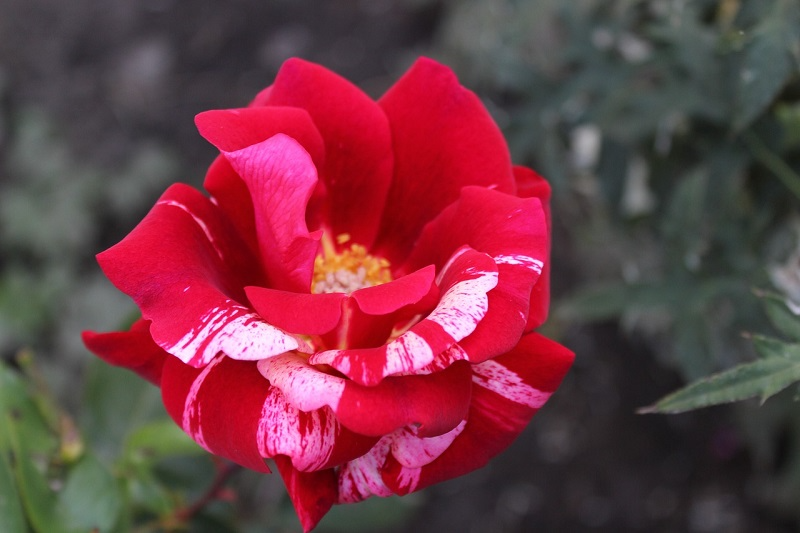 10 exotic rose varieties | Serenata