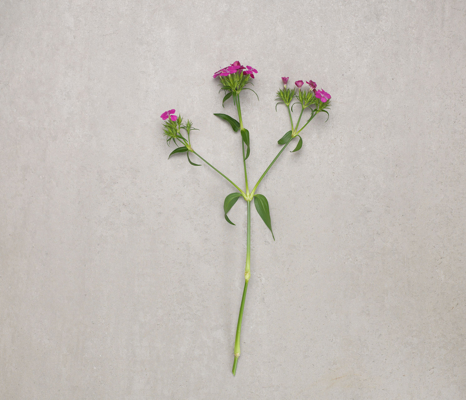 Phlox | Euroflorist Flower Delivery